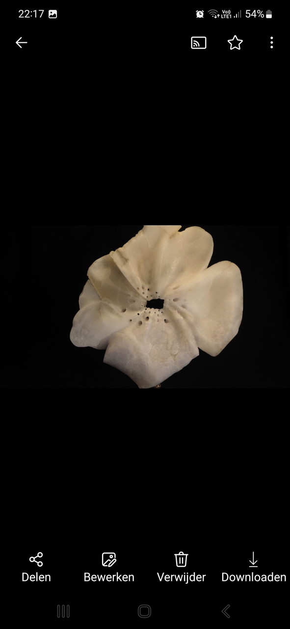 Alabaster Flower | €150 | Whoppah
