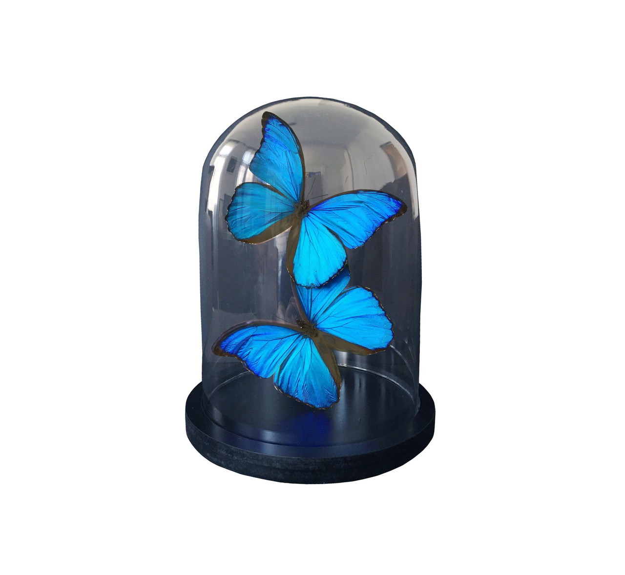 Morpho Didius - Blauer Riese - Glasglocke - Peru - 2020 | €295 | Whoppah