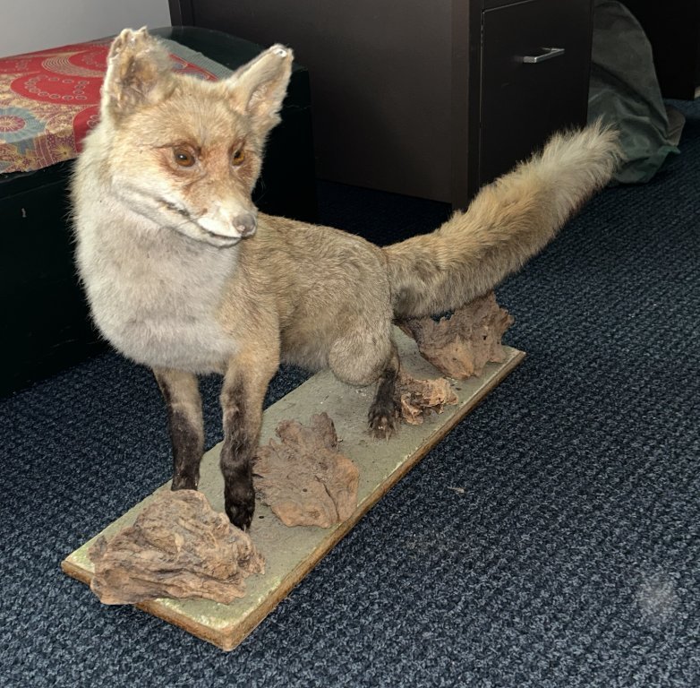 Zorro disecado fino - Taxidermia | €99 | Whoppah