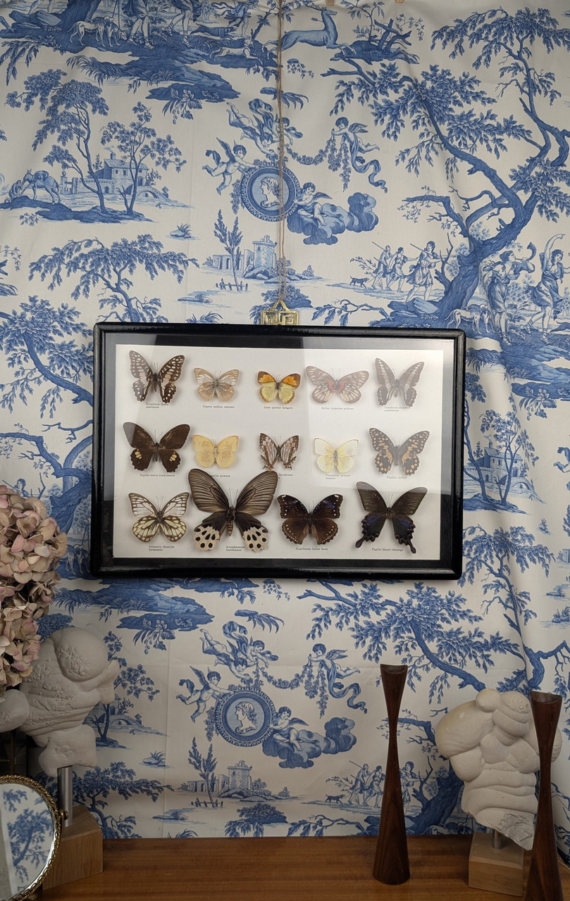 Large Entomological Butterfly Taxidermy Display Case Curiosity Cabinet ...