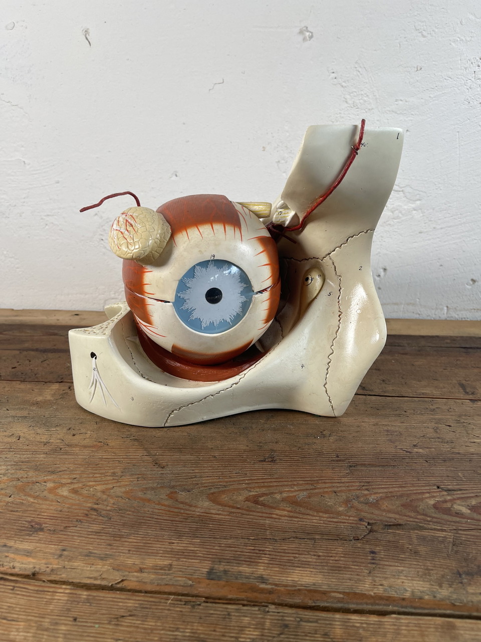 Vintage 1960s Chicago anatomische Modell Auge Medizin Modell | €1,500 ...