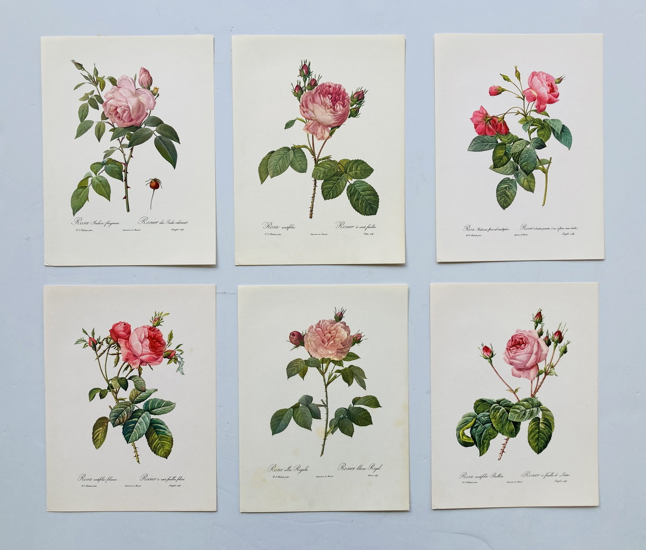 Vintage Pink Roses - Book Lithographs - Set of 6 | €30 | Whoppah