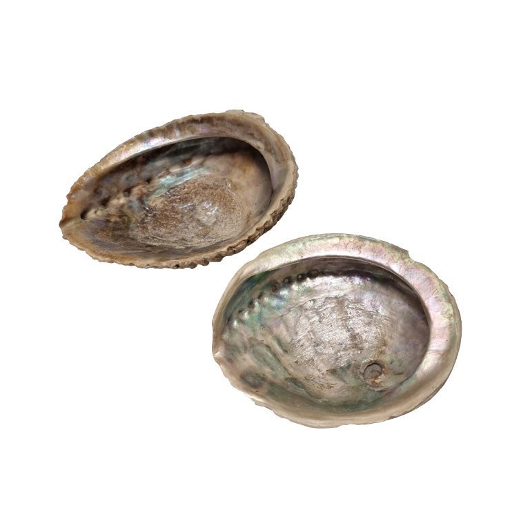 Vintage Abalone shells from New Zealand | €63 | Whoppah