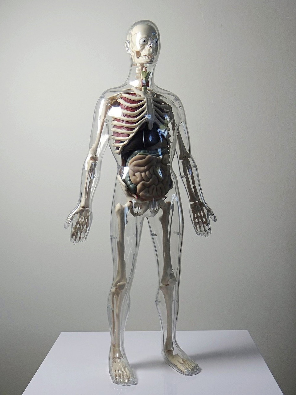 Human Anatomy Kit, Boxed Set, Vintage Toy, Skeleton and Organs | €120 ...