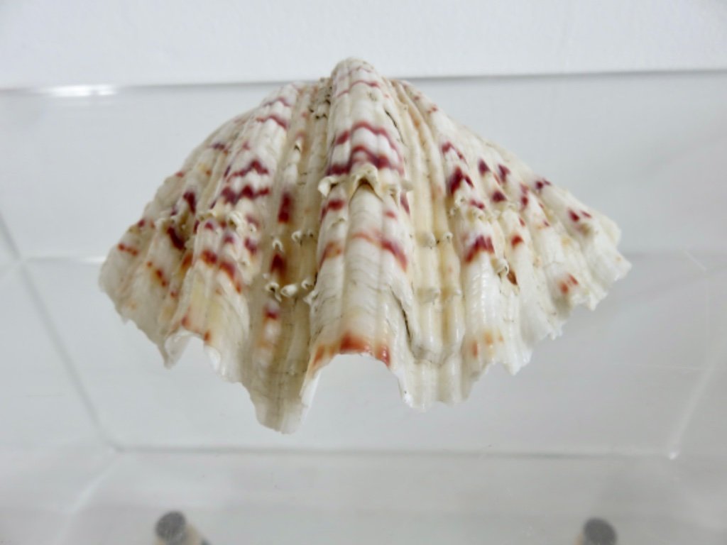 Shellfish hippopus hippopus, spotted clam, indian ocean, west pacific ...