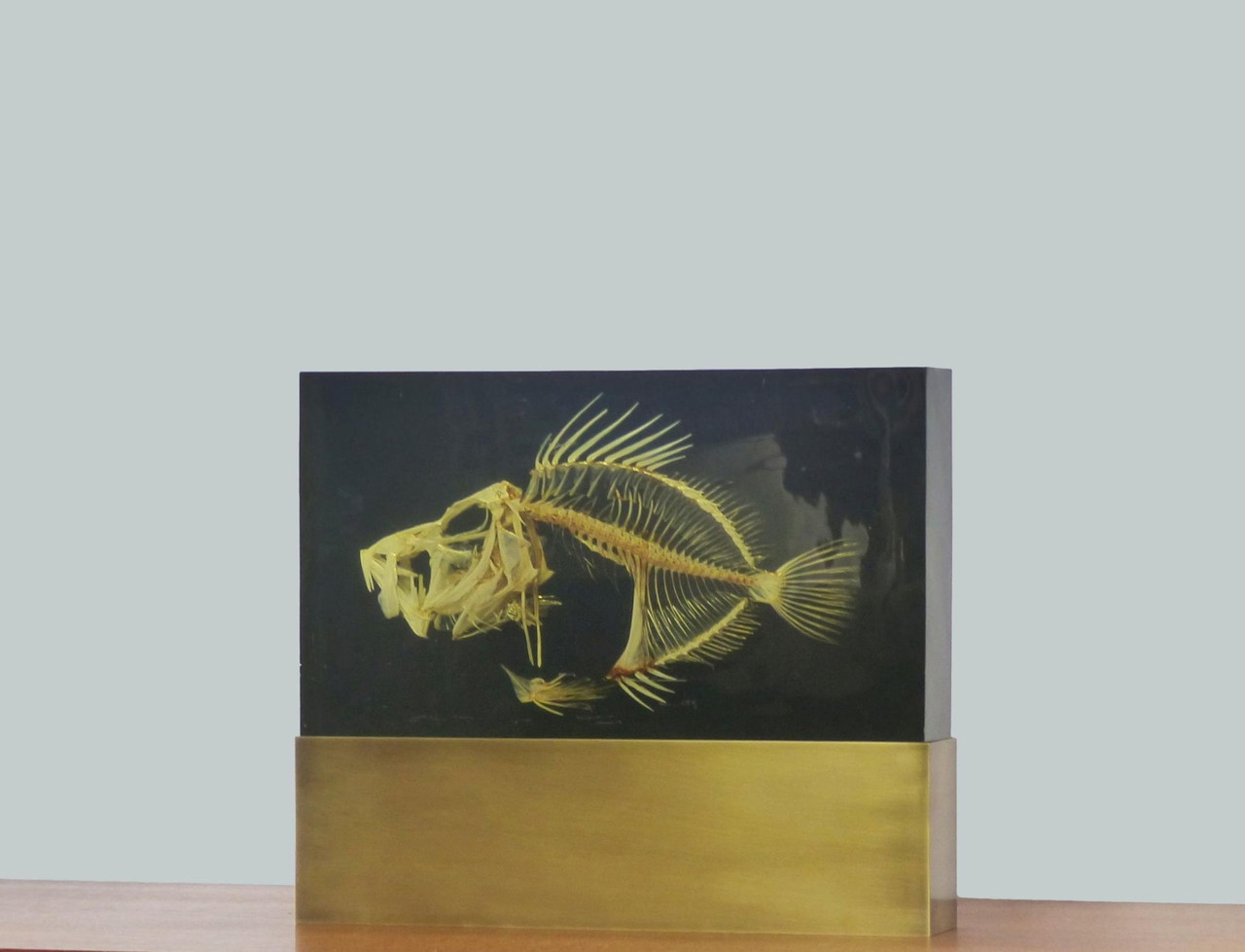 Opbouw Lamp Vis Skelet Pierre Giraudon Xxl | €6,000 | Whoppah