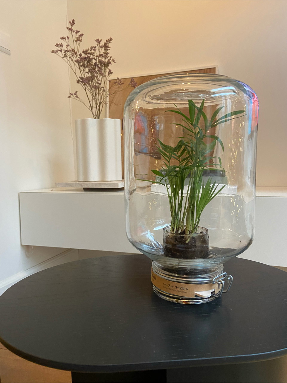 Pika plant | €50 | Whoppah